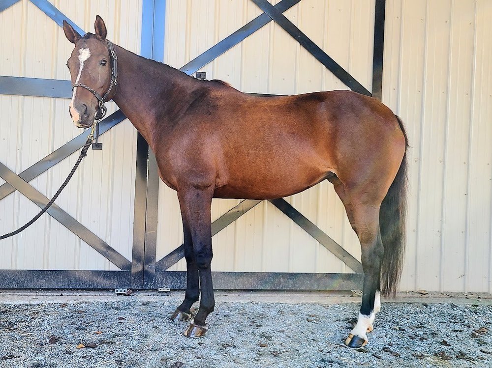 HORSES FOR SALE — QUALITY EQUINES