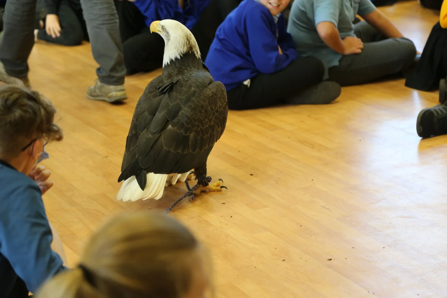 Falconry School Visits in Kent | Alan Ames Birdman