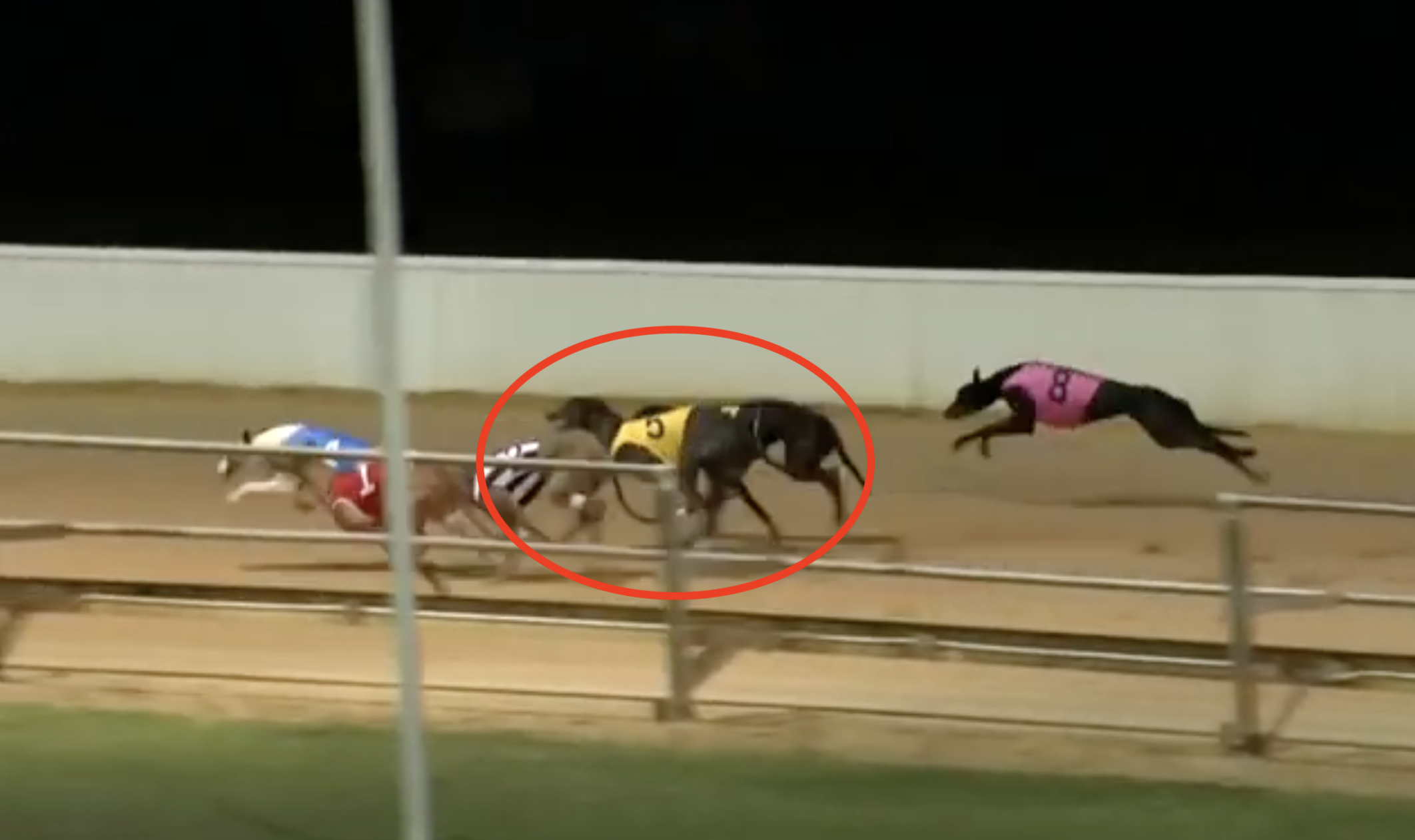 Do Greyhounds Die Racing