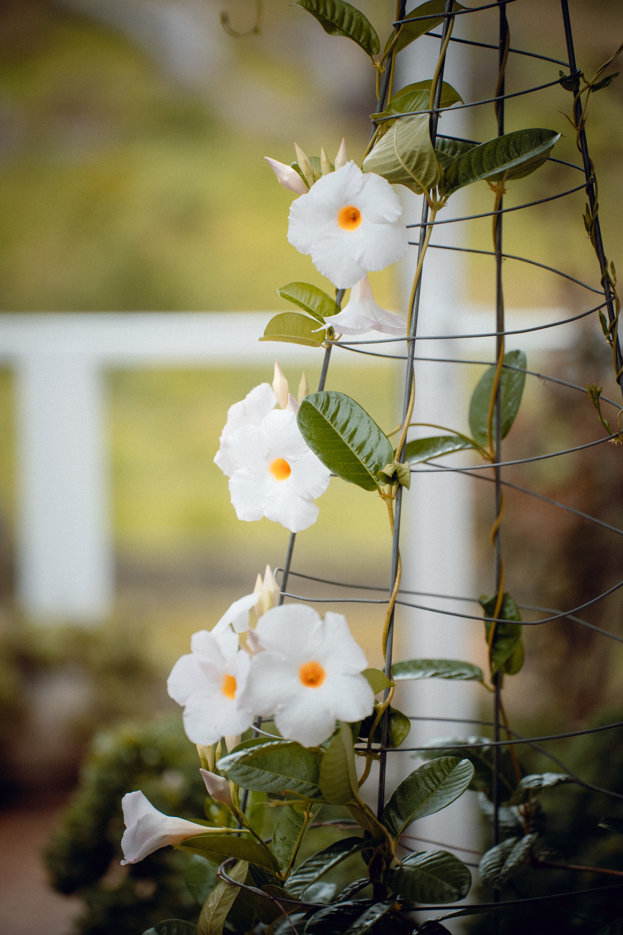 Libby Dean P2 — Moon Honey