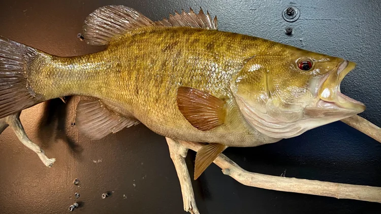 Living Water Fish Replicas - Quality Fish Taxidermy, Fish Mounts & Fish ...