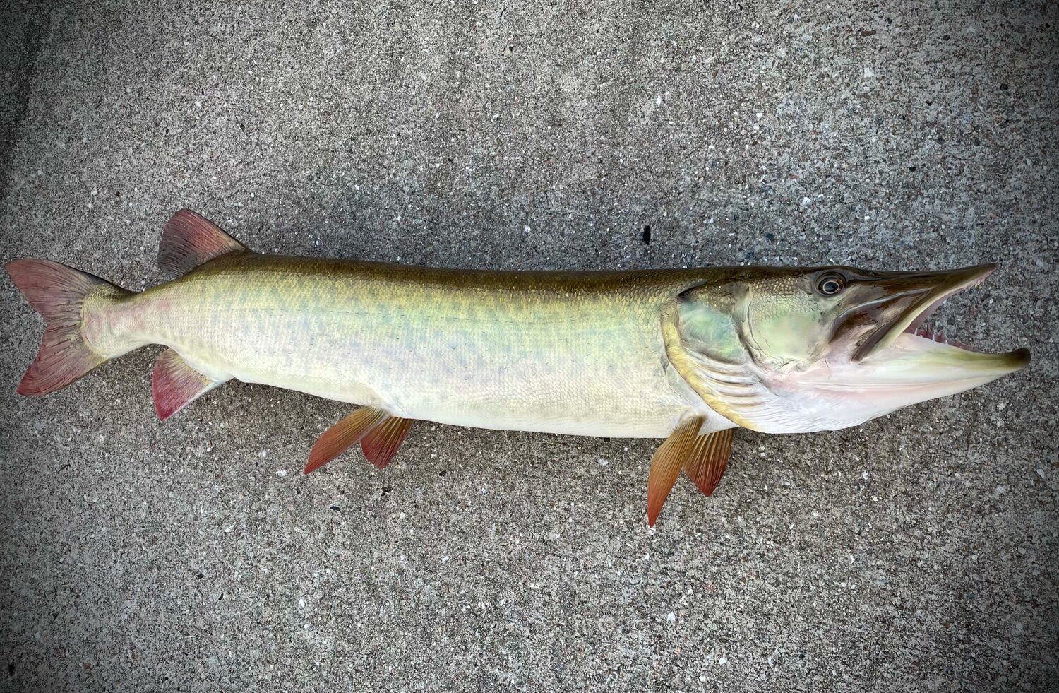 Living Water Fish Replicas - Quality Fish Taxidermy, Fish Mounts & Fish ...