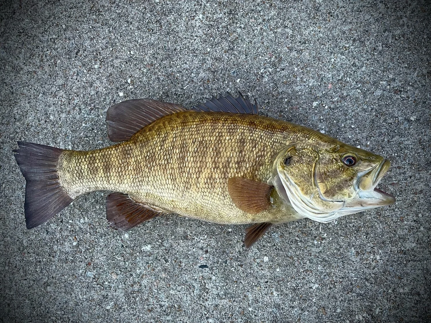 Living Water Fish Replicas - Quality Fish Taxidermy, Fish Mounts & Fish ...