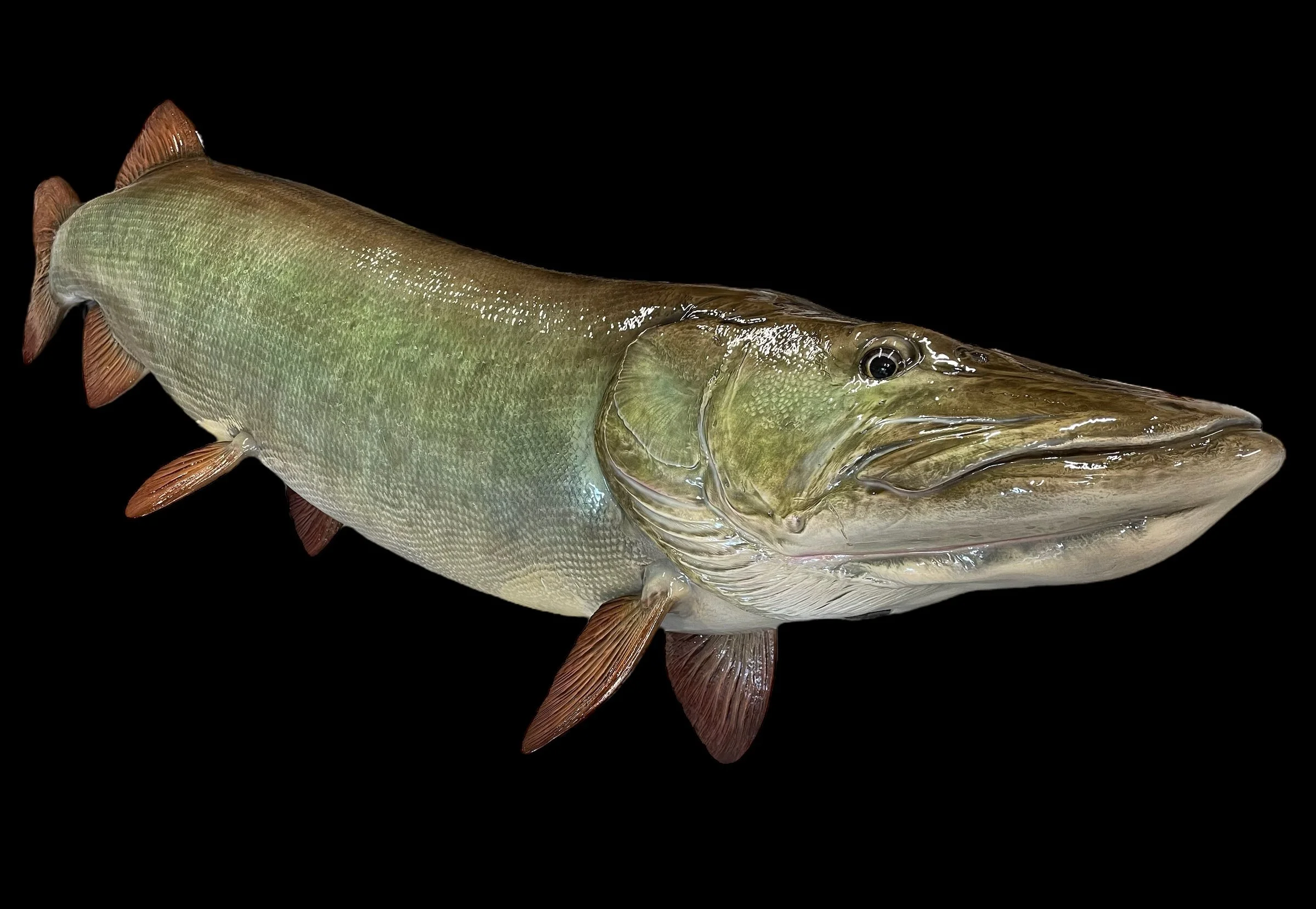 Living Water Fish Replicas - Quality Fish Taxidermy, Fish Mounts & Fish ...