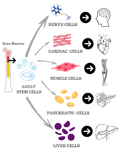 Upercharging Your Longevity: The Everyday Power of Stem Cells and How ...
