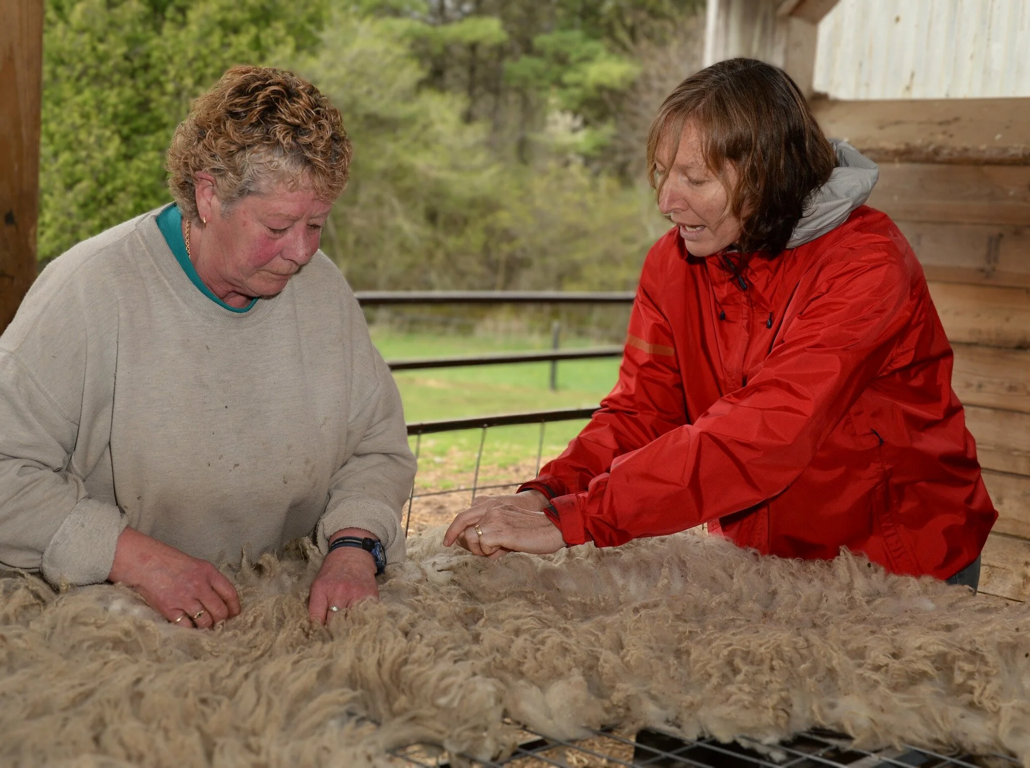 Campaign for Wool Canada