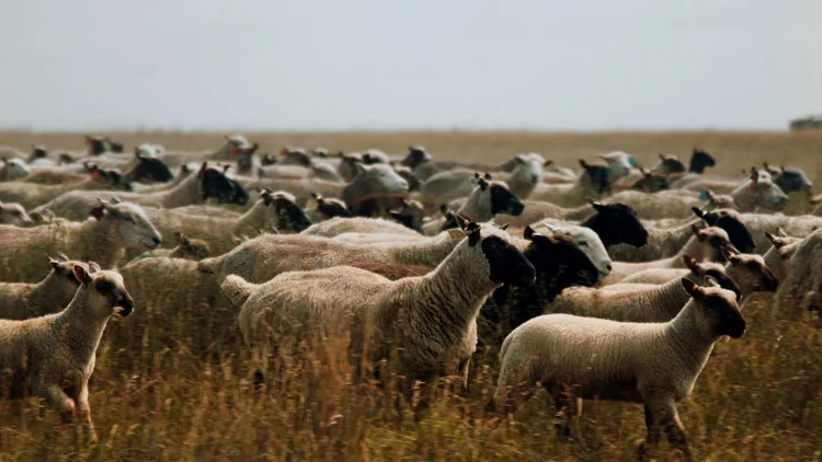 Connecting Canadian Wool to the World