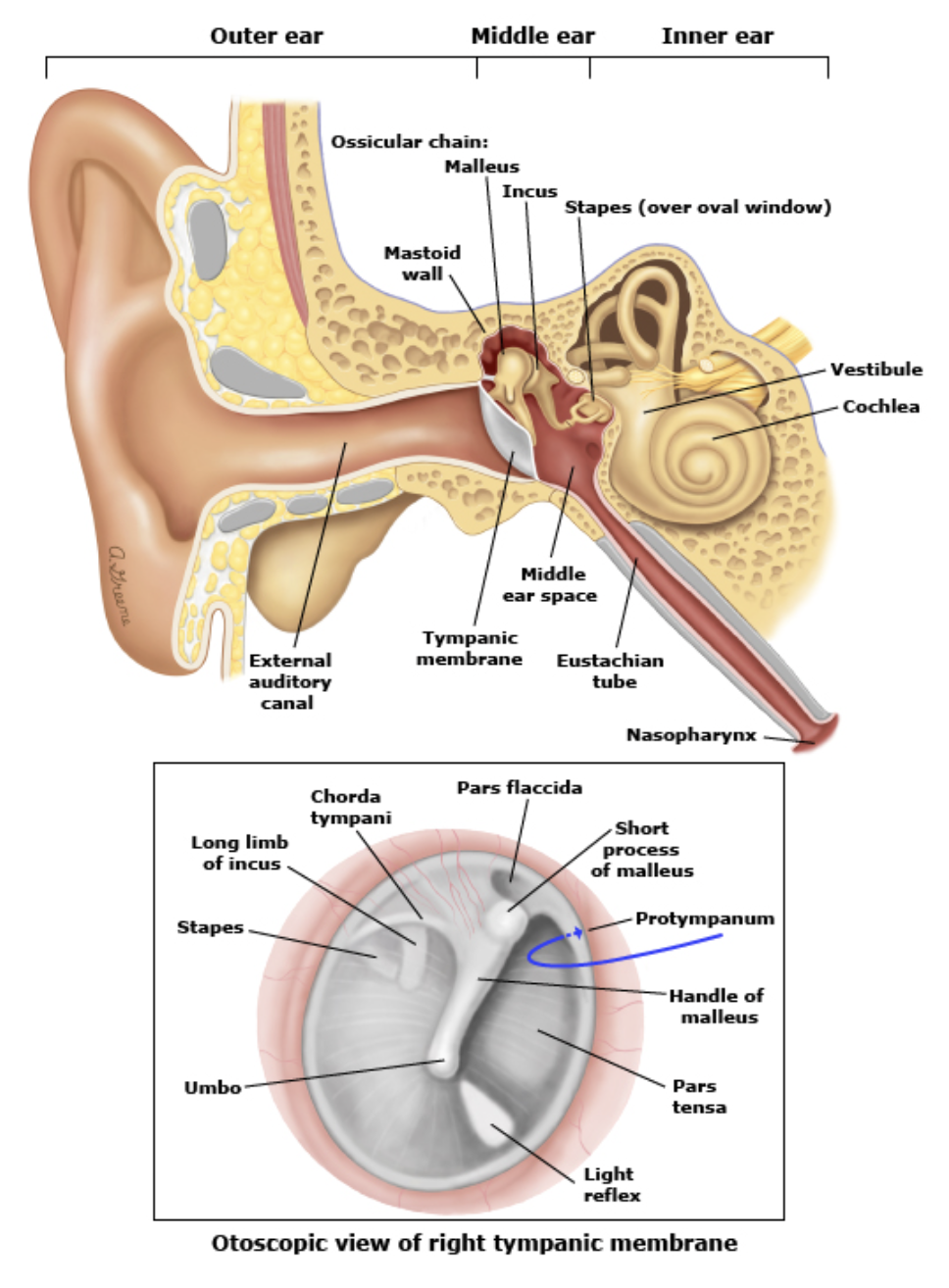 Eustachian Tube — Dr. Adam Wisely