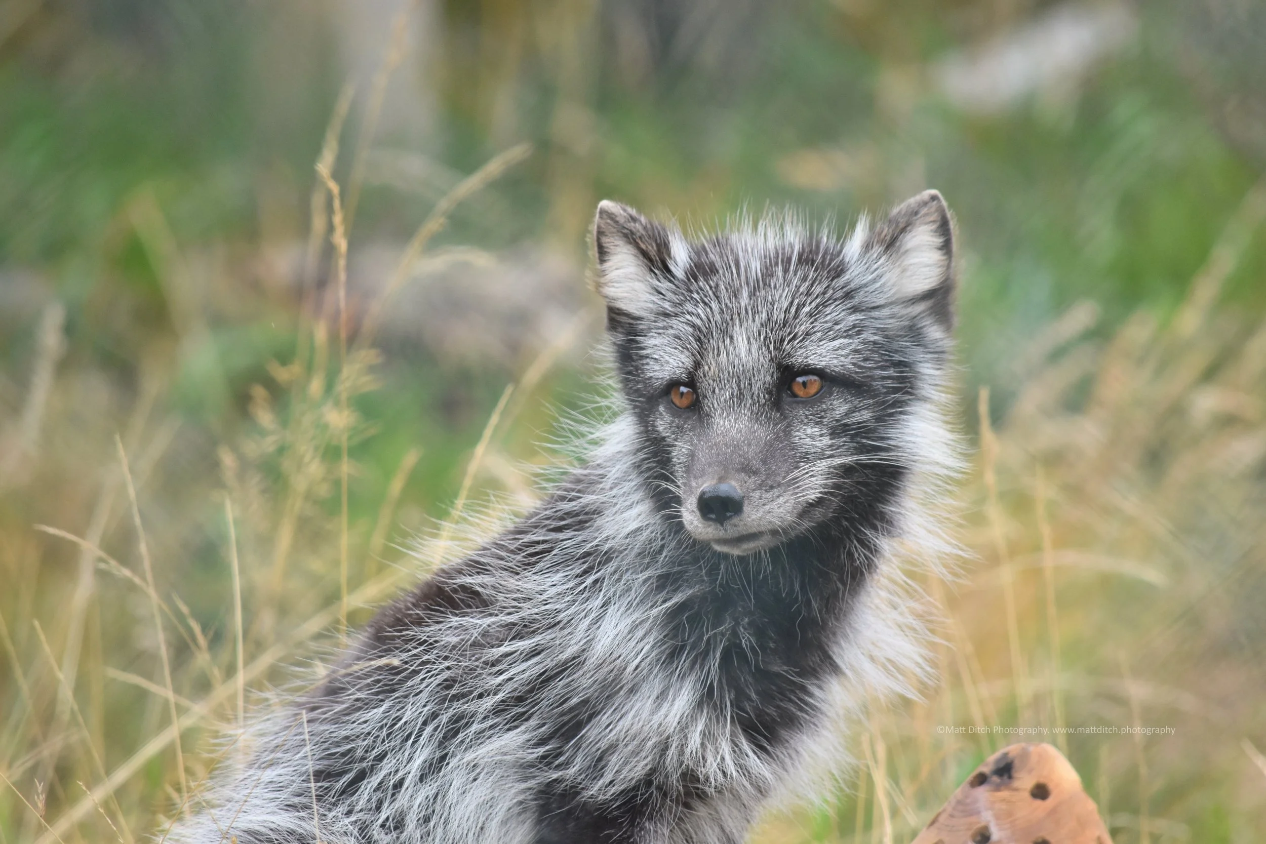 Arctic fox — Matt Ditch Photography