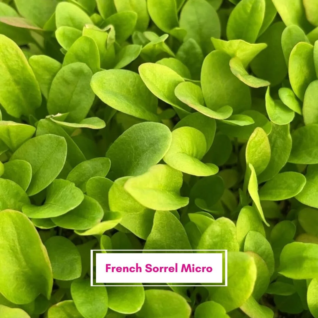 Microgreens and Edible Flowers — Hungry Gardens