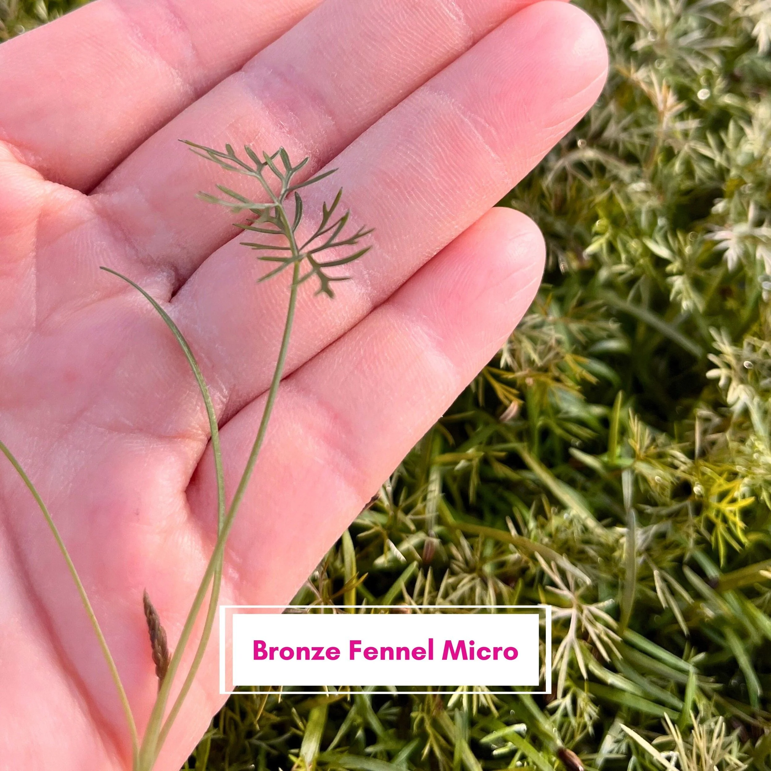 Microgreens and Edible Flowers — Hungry Gardens