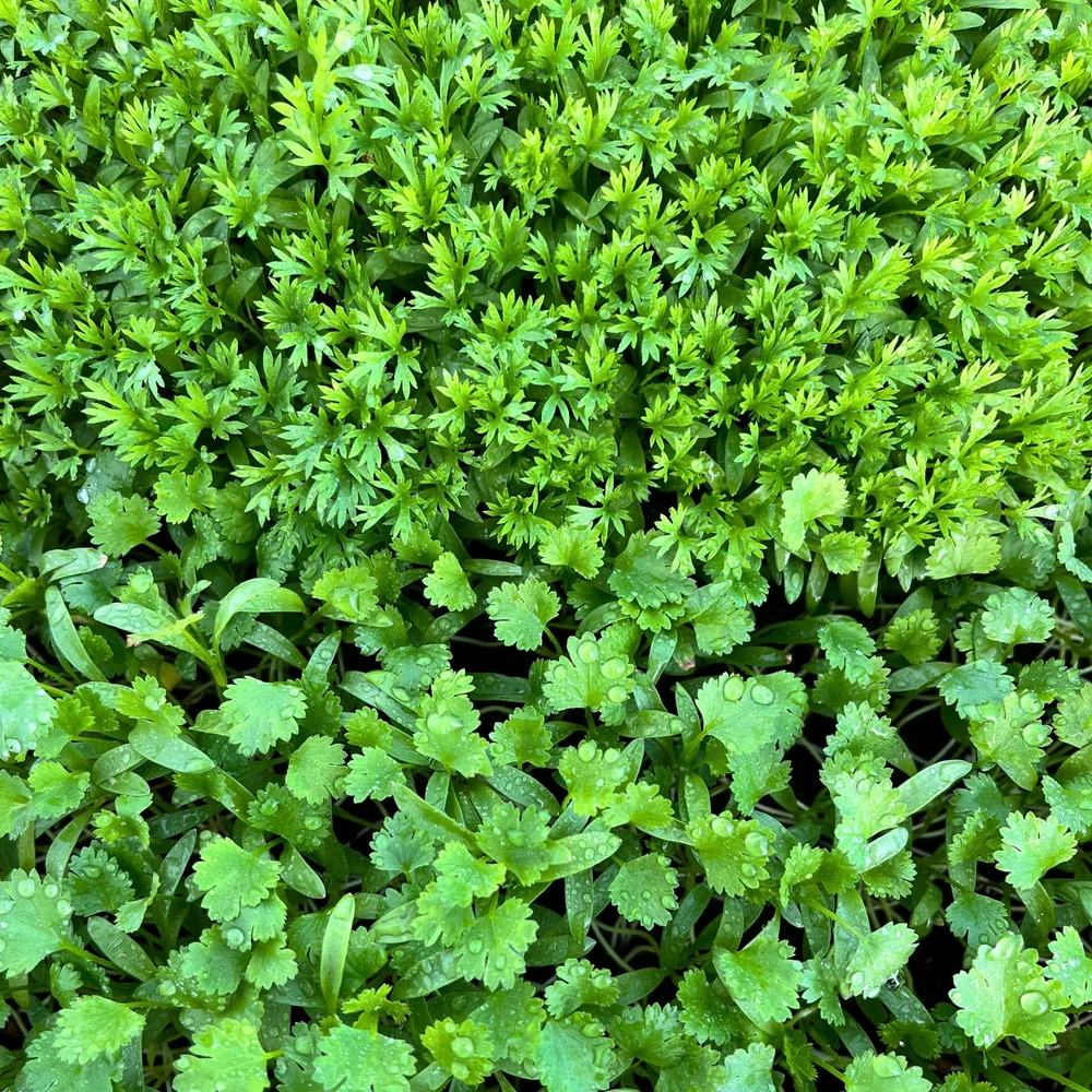 Exploring the World of Microgreens - Cilantro Edition — Hungry Gardens