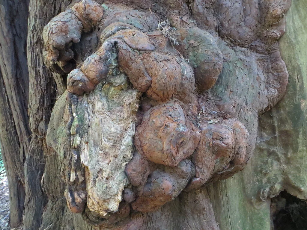Redwood Burl Poaching