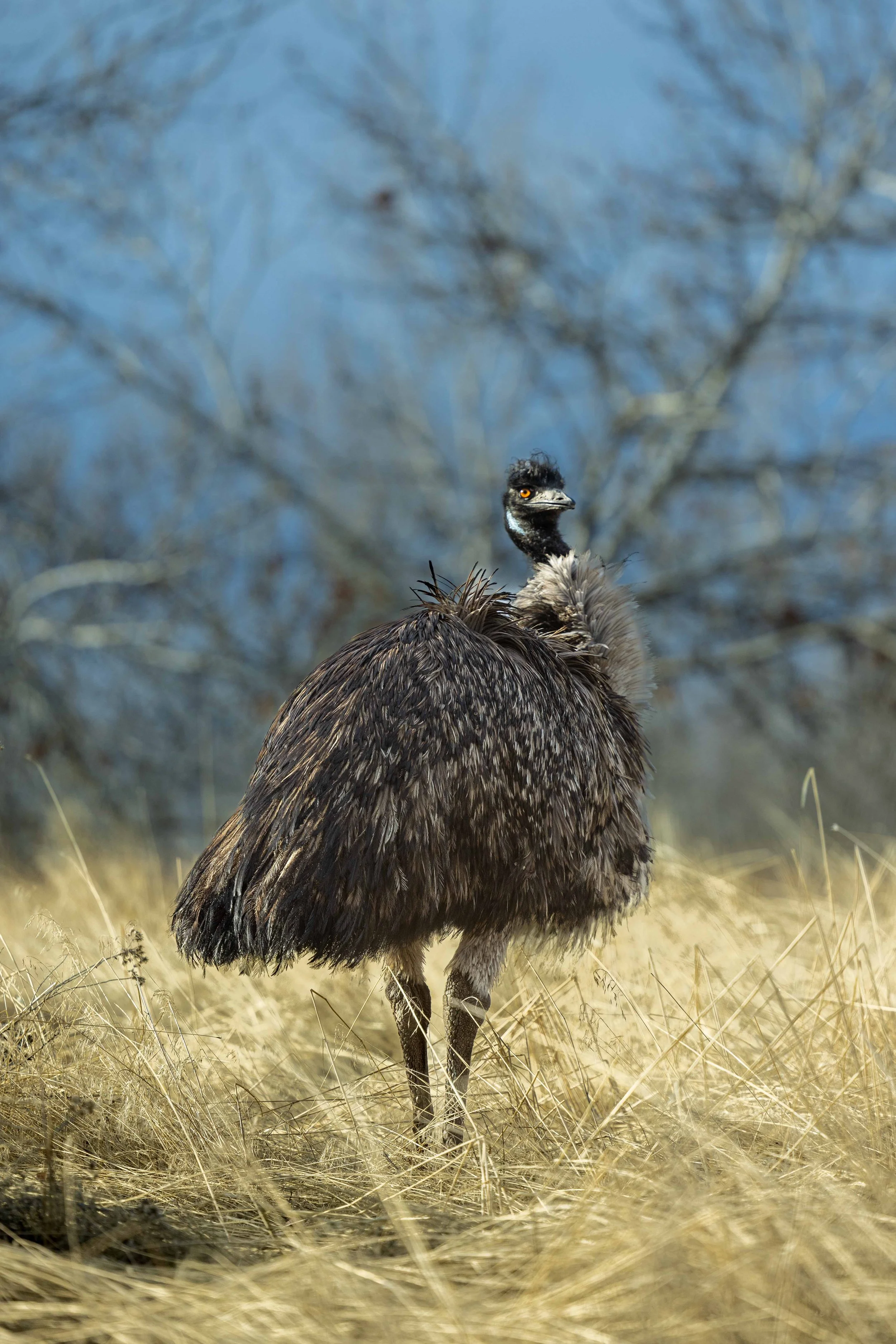 Emu - Graceful Giant — Veganography
