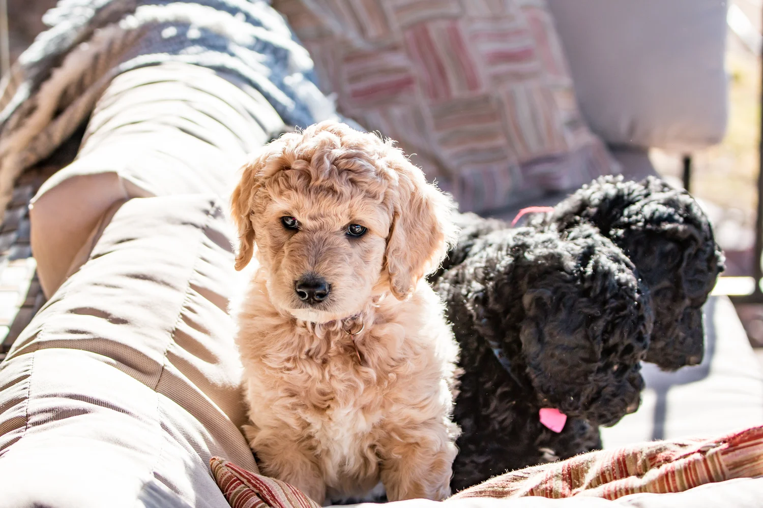 Captivating Canine Gallery — Doodles for Colorado