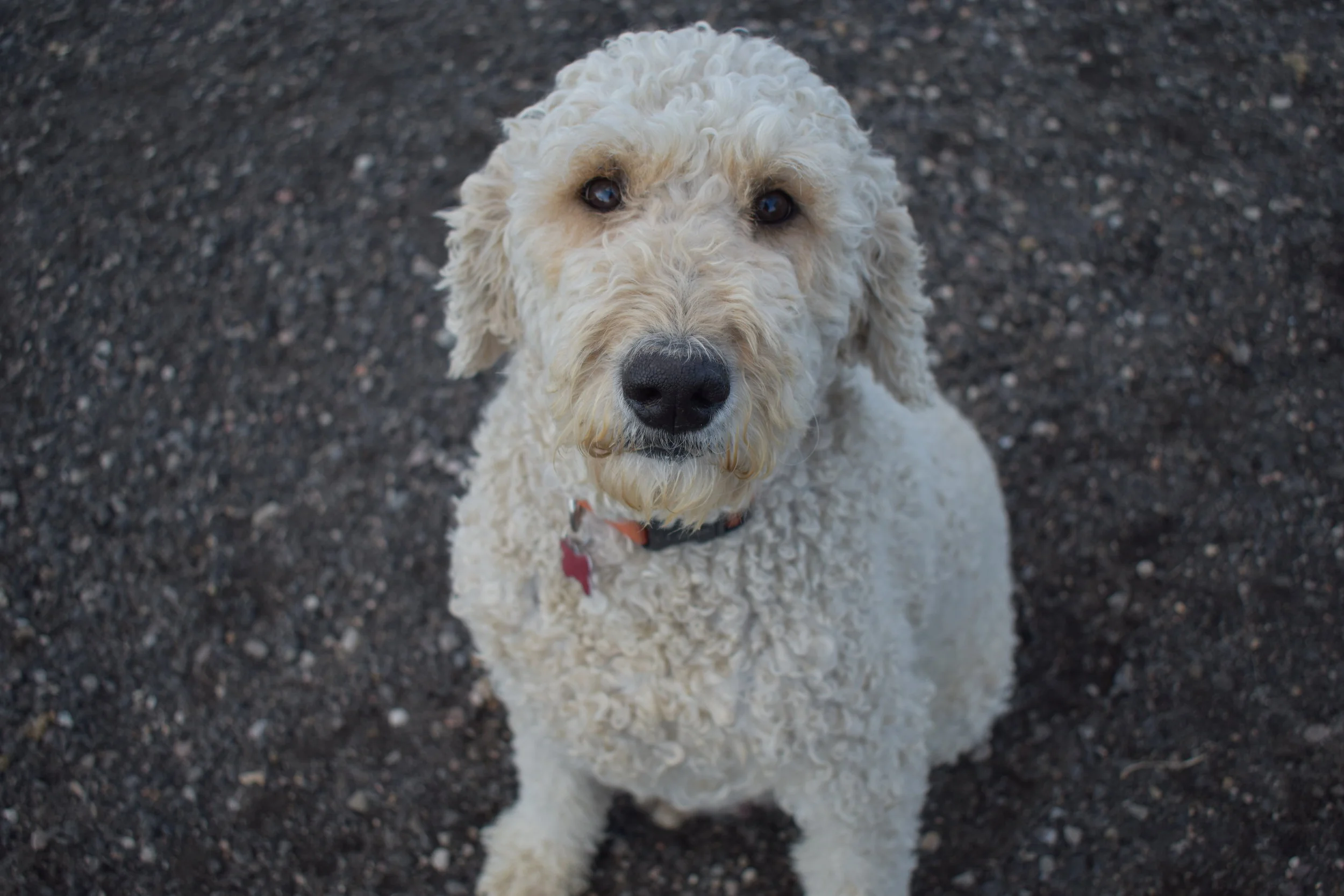 Home of the Best Colorado Goldendoodle Puppies | Contact Us Today