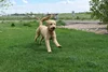 Mini Goldendoodle Colorado — Doodles for Colorado