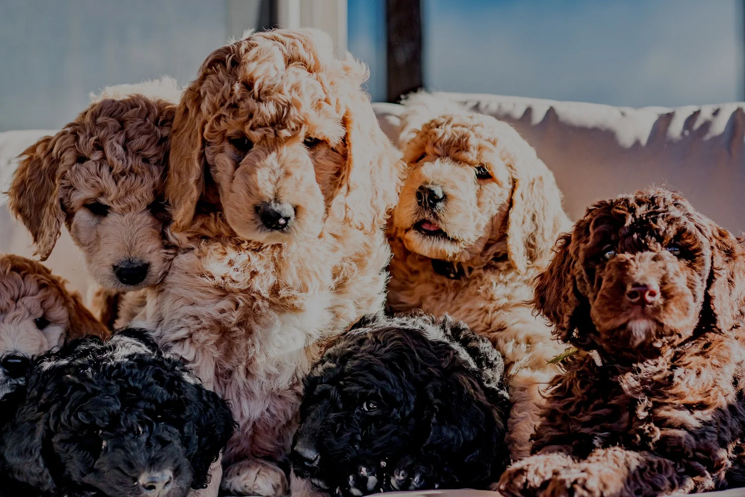 Goldendoodle Puppies for Sale Denver — Doodles for Colorado