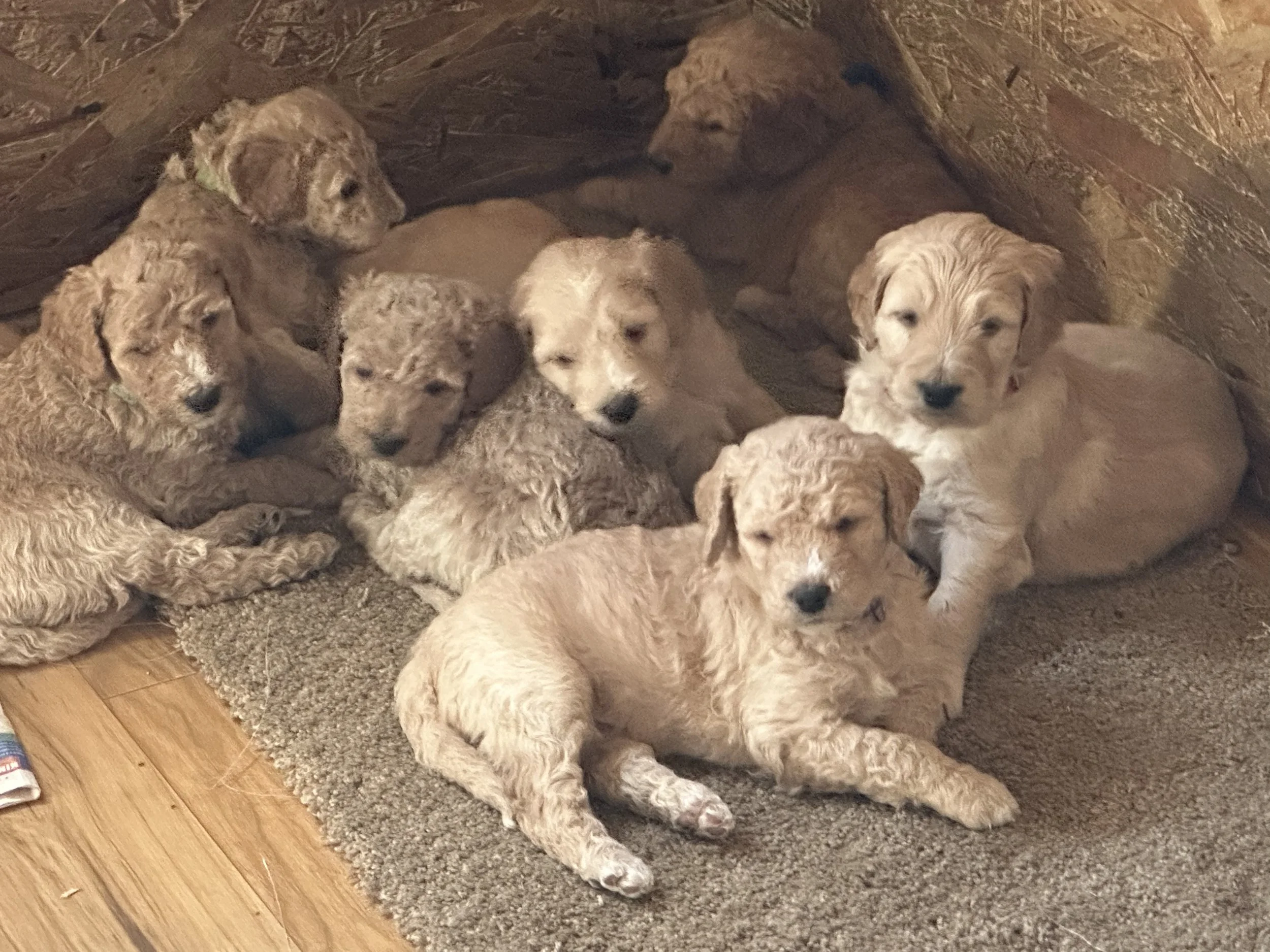 Get in Touch — Doodles for Colorado