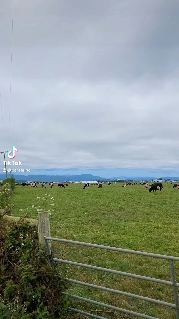 Bar ALE Livestock Feed