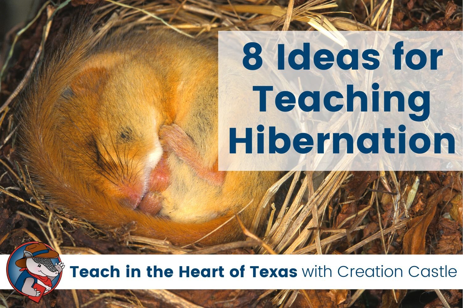 Teach in the Heart of Texas Blog