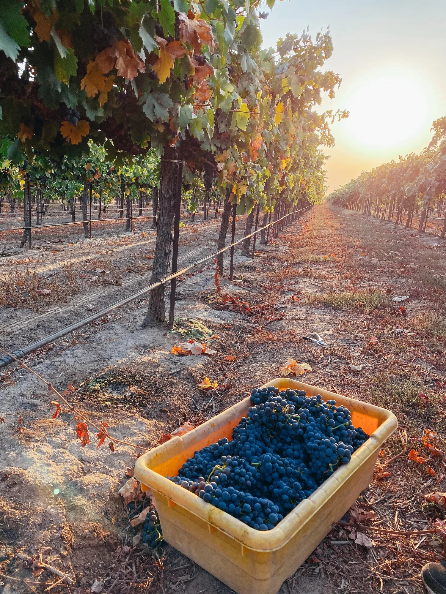 5 Reasons to Visit Lodi Wine Country in California — Lexi's Wine List