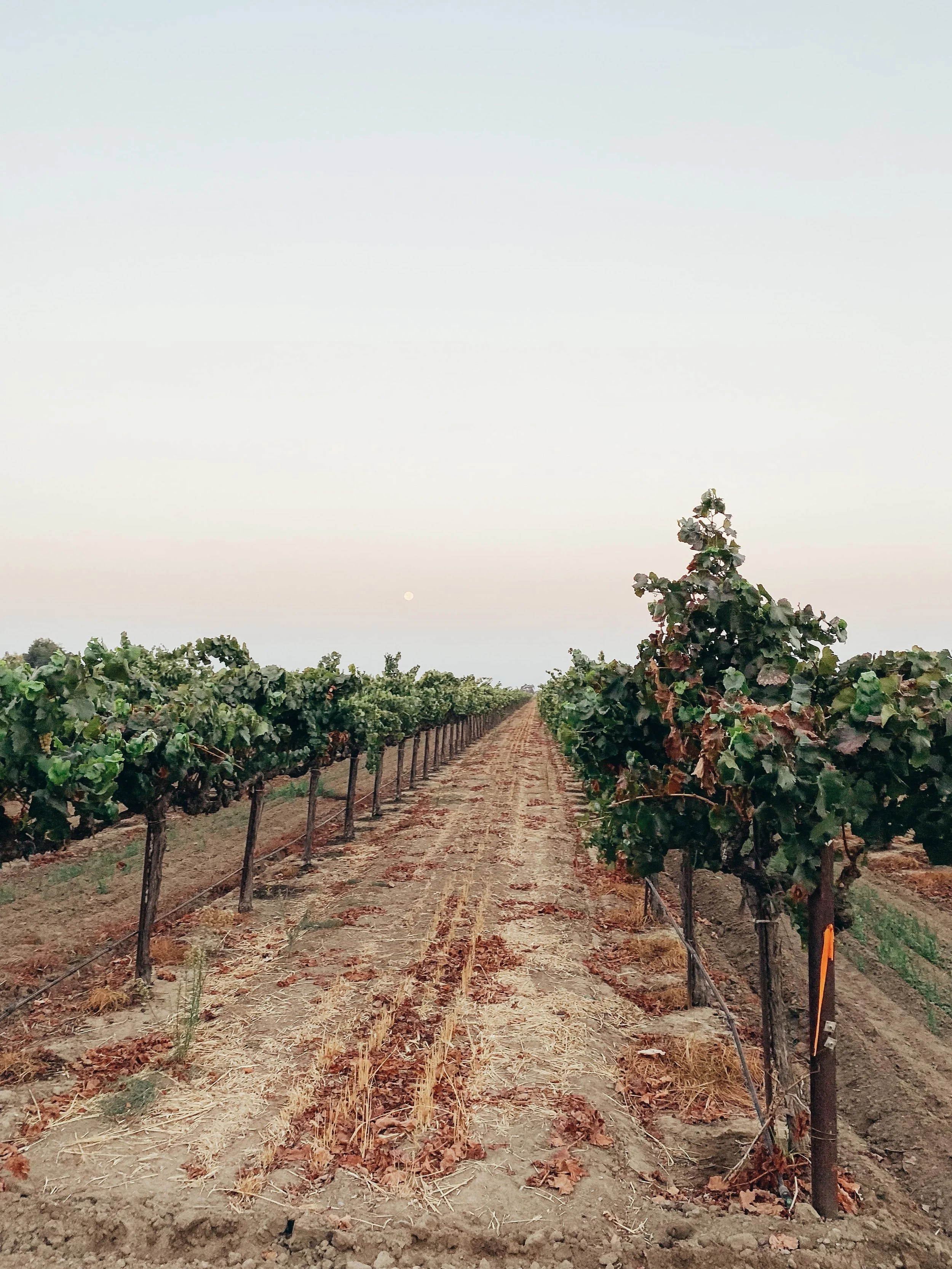 The 5 Best Wineries to Visit in Lodi, California — Lexi's Wine List