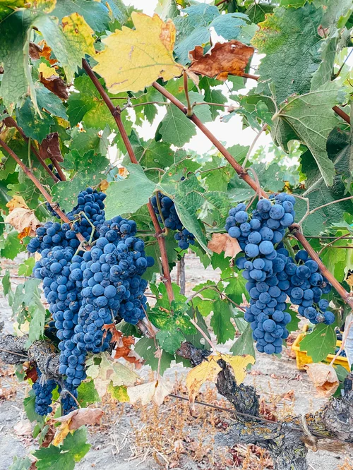 10 Light-Bodied Red Wines That Are Perfectly Chillable — Lexi's Wine List