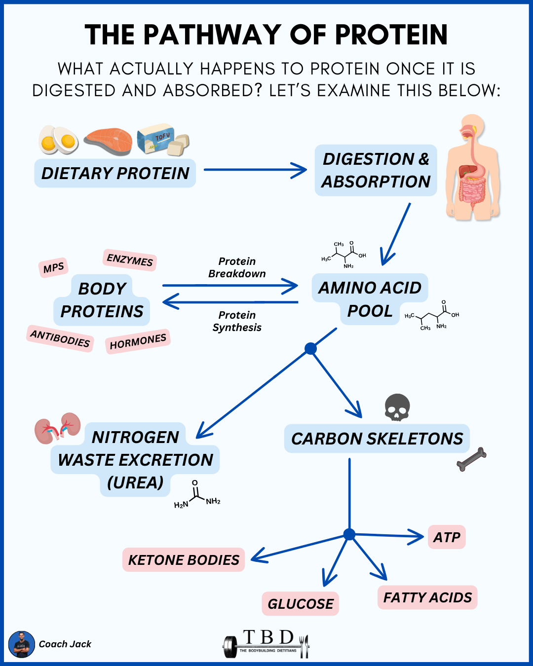 The Role Of Protein: How Your Body Uses Protein to Build Muscle & Fuel Performance — The ...