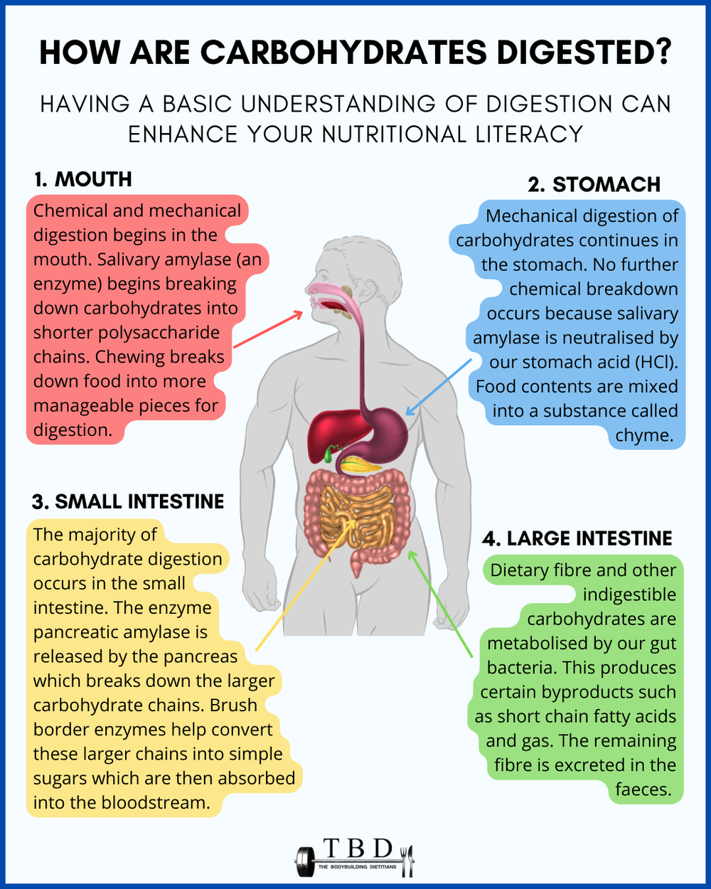 Learn How Carbohydrates Are Digested & Why We Shouldn't Fear Them ...
