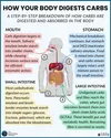 The Science of Carbs: Digestion, Absorption, and Gut Health — The ...