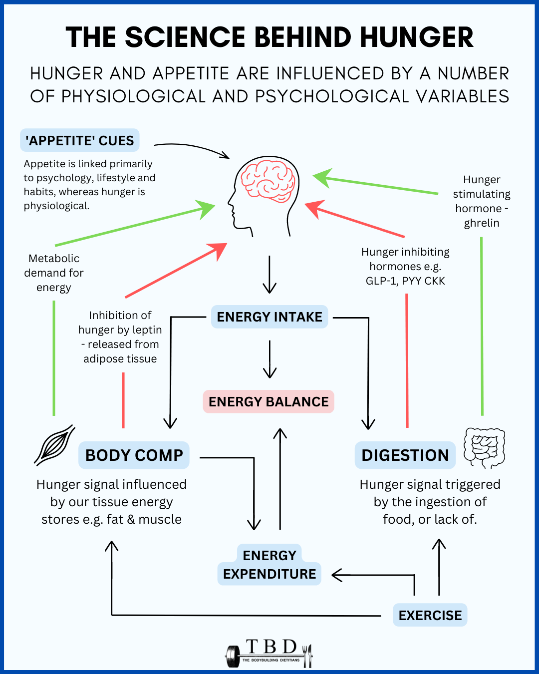 Why You're Hungry - The Science Behind Hunger Explained — The ...