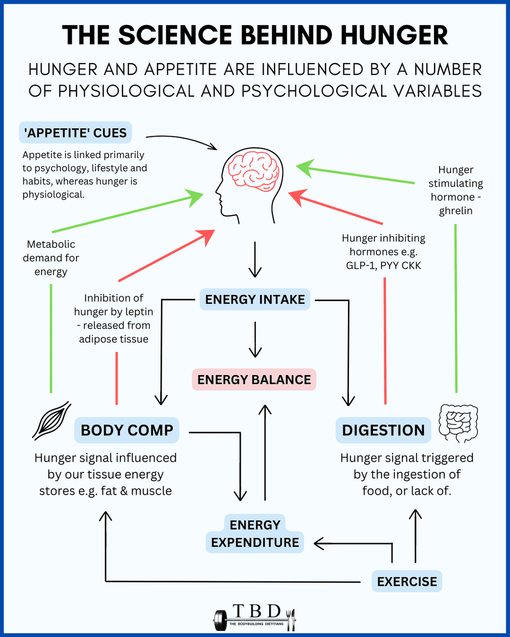 Why You're Hungry - The Science Behind Hunger Explained — The ...