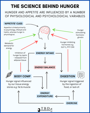 Why You're Hungry - The Science Behind Hunger Explained — The ...