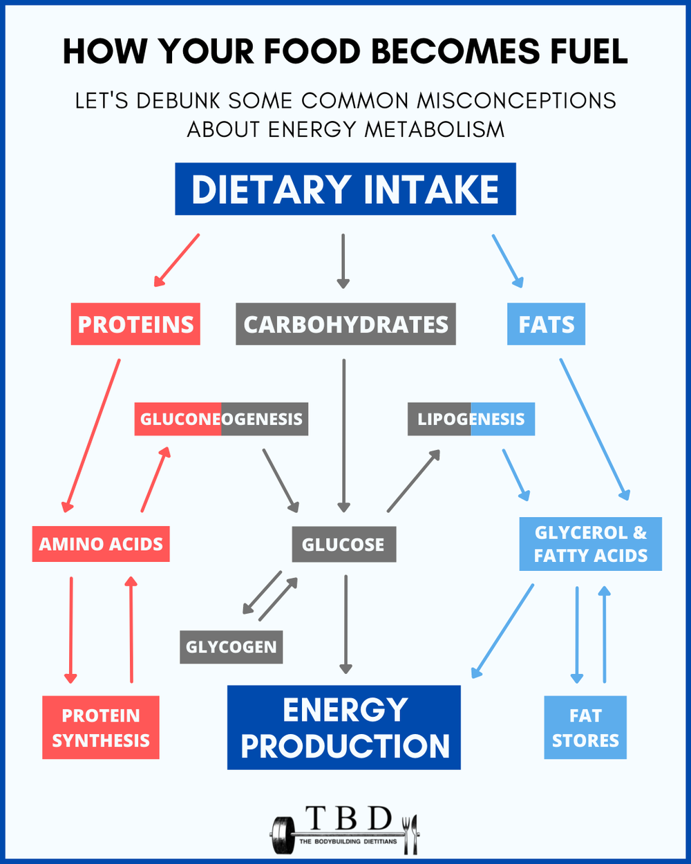 Food Metabolism: How Food Becomes Energy — The Bodybuilding Dietitians