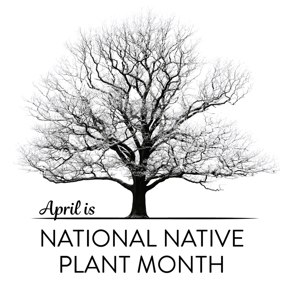 National Native Plant Month