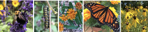 Why Native Plants are Important — National Native Plant Month