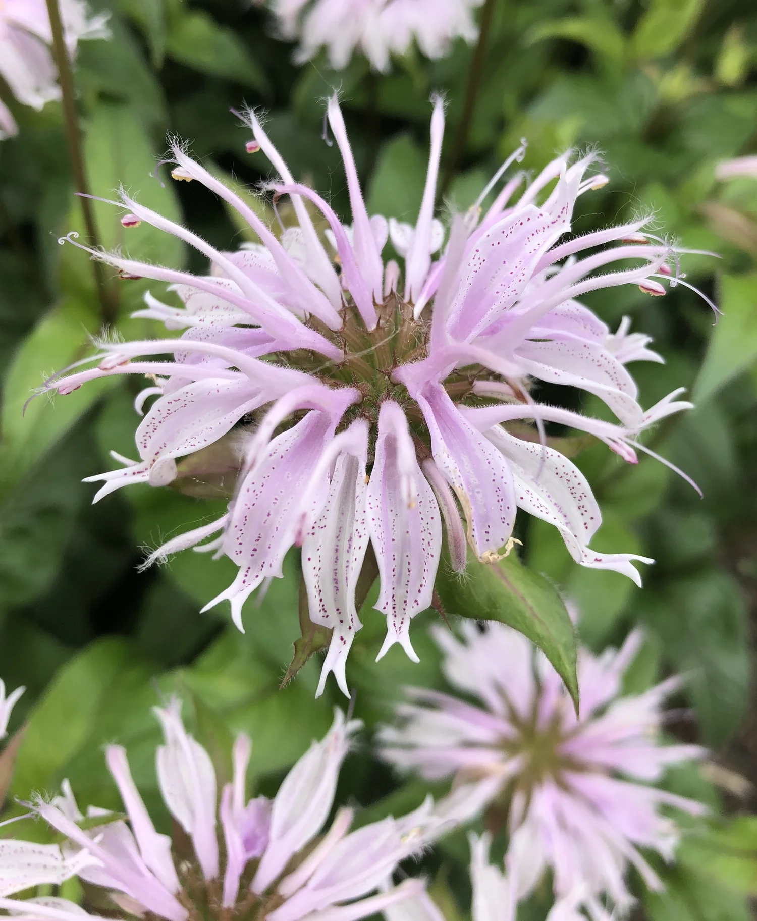 National Native Plant Month