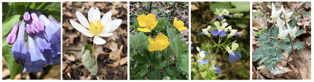 National Native Plant Month