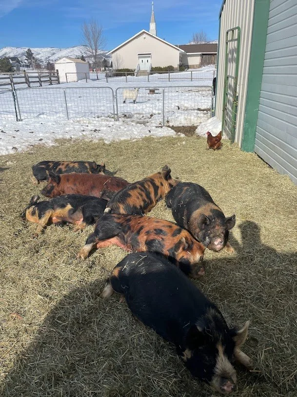 Pastured Pigs — Argyle Acres