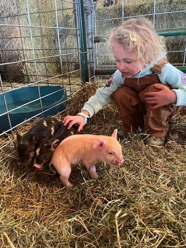 Pastured Pigs — Argyle Acres