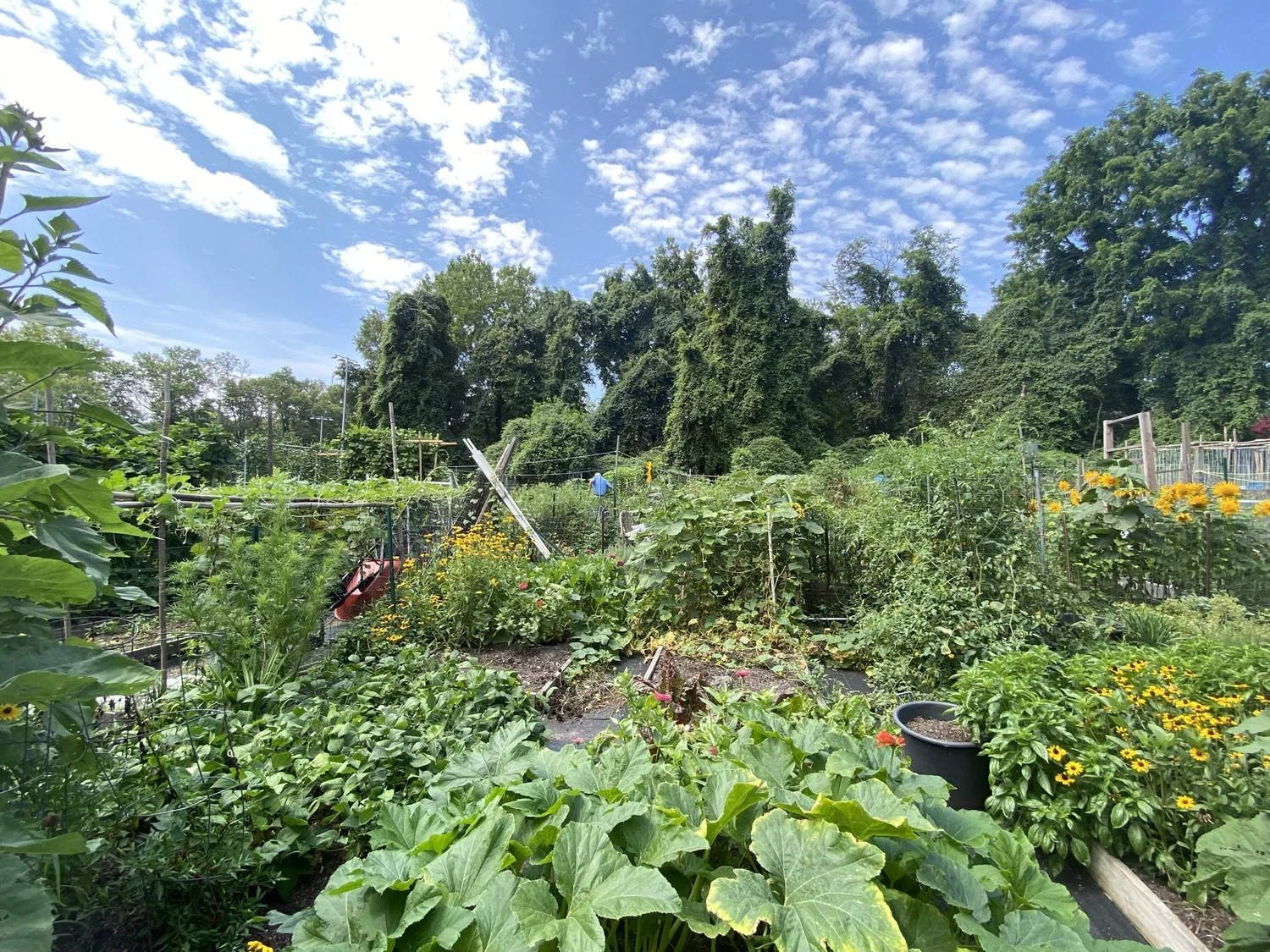 PH Design — What You Need to Know About [Community Garden]