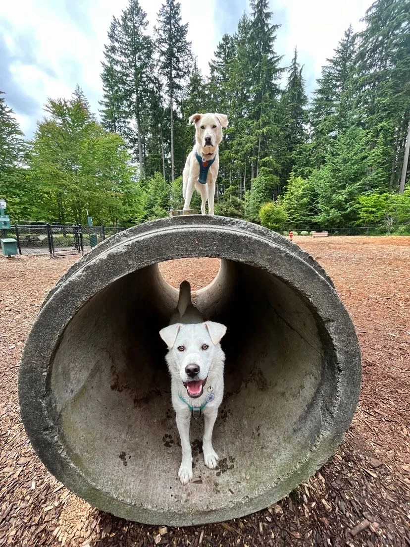 Kinship Dog and Puppy Training Classes - North Bend