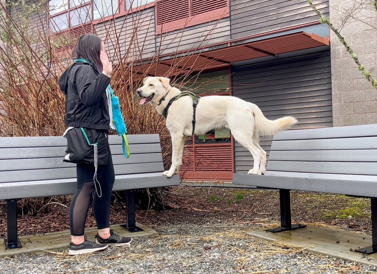 Kinship Dog and Puppy Training Classes - North Bend