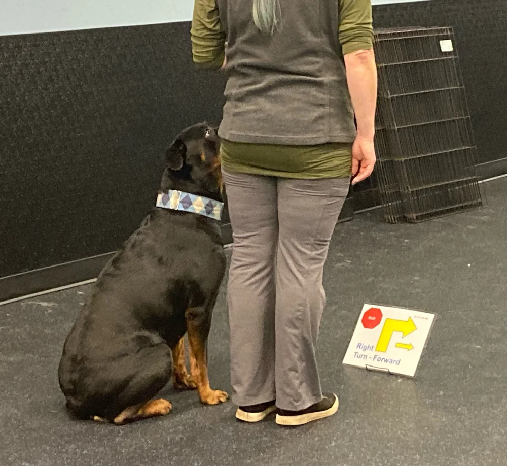 Kinship Dog and Puppy Training Classes - North Bend