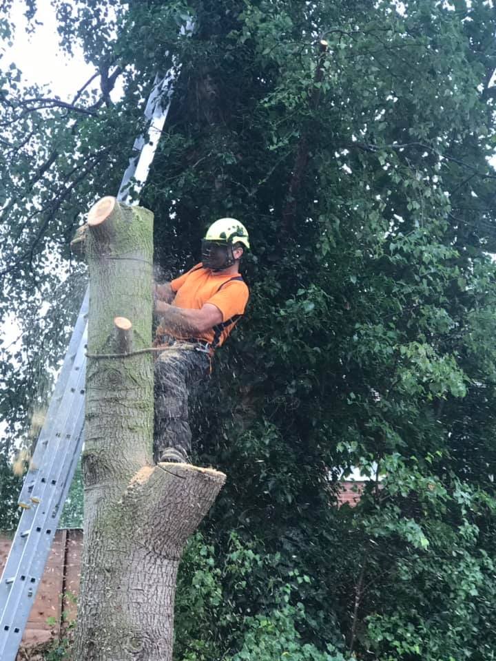 Woodpecker Tree Surgeons | Professional Shropshire Based Tree Surgeons