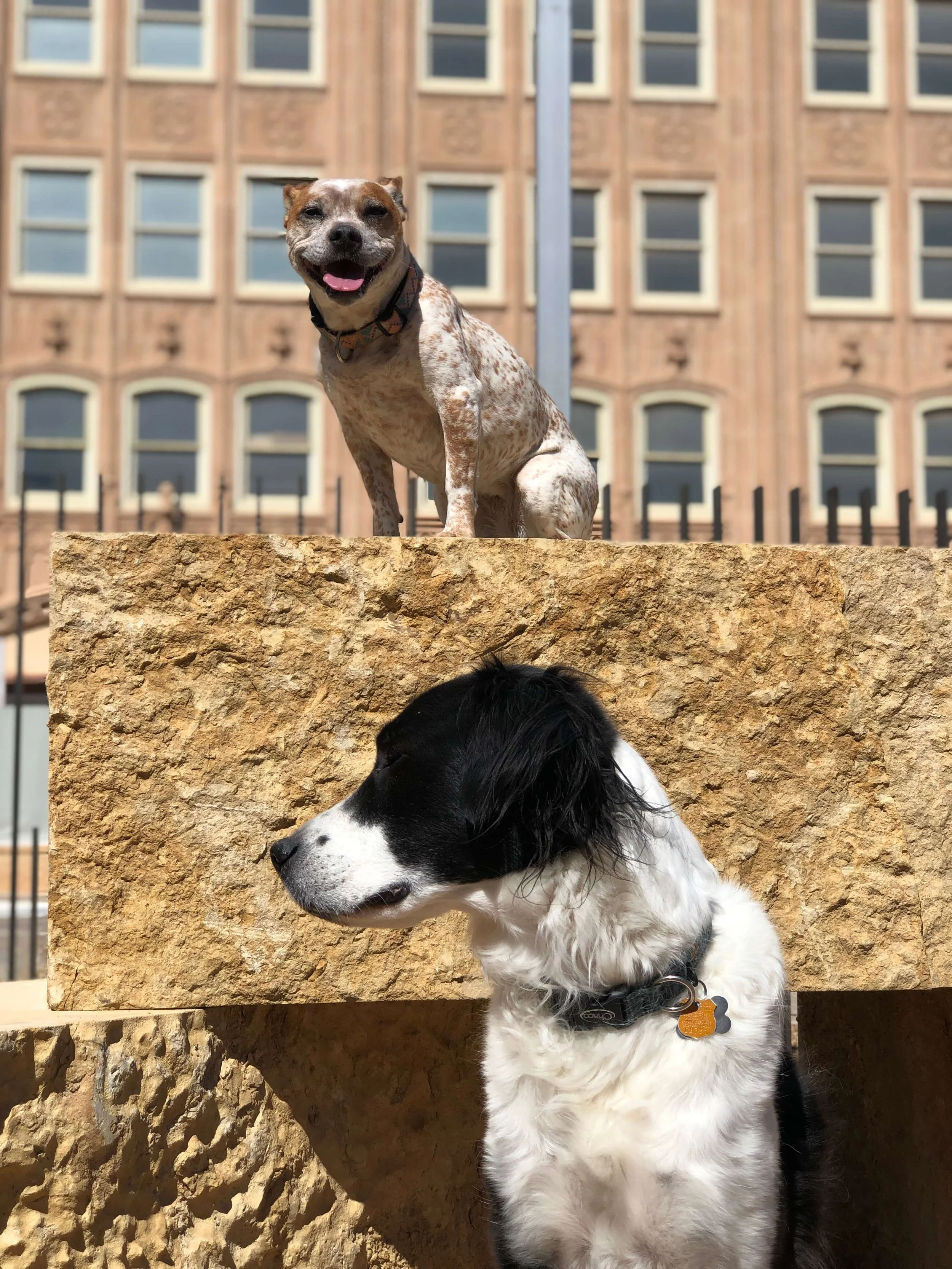 Dog Friendly Spots in Midland
