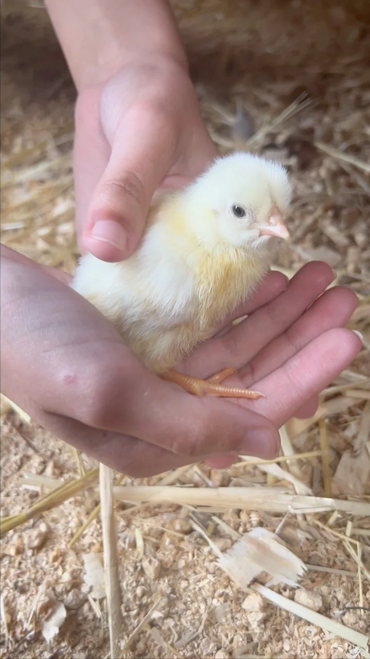 Scratch Baking Company