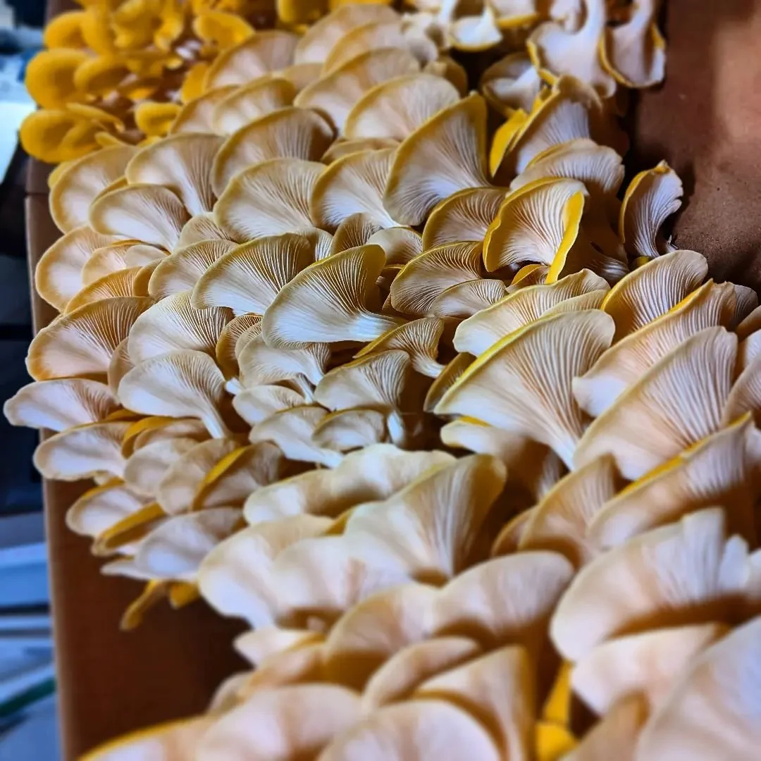 FUNJ Shrooming Co.