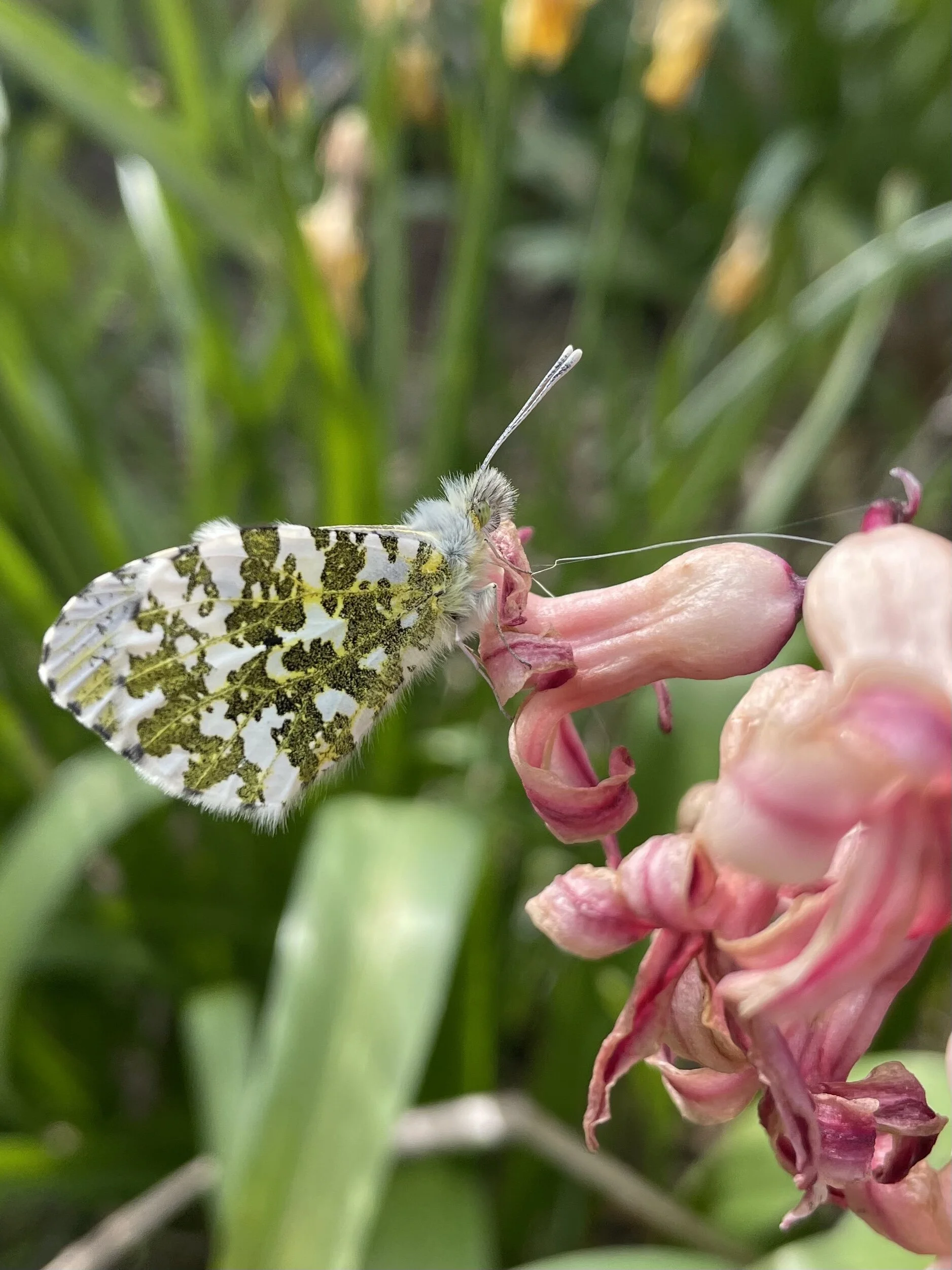 2021 Jumping into Spring Photography Competition Winner — Brompton Academy